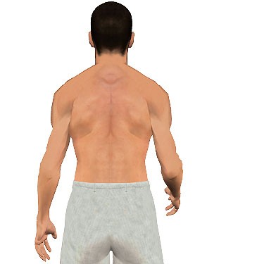 Infraspinatus muscle: origin, insertion and action | GetBodySmart