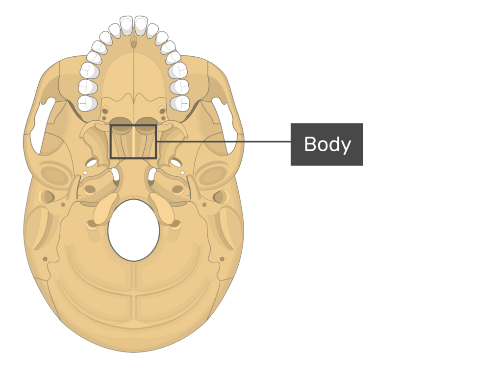Human Skull Anatomy Inferior View