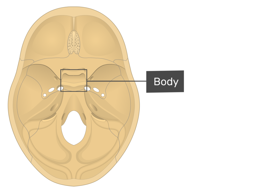Body Of Sphenoid
