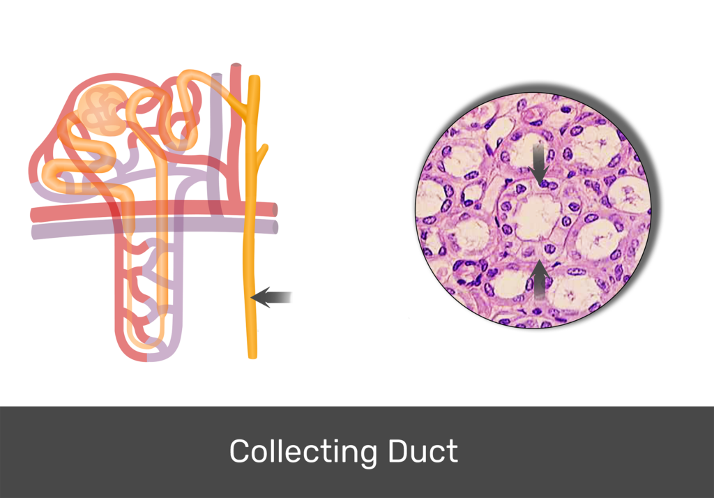 Collecting Duct