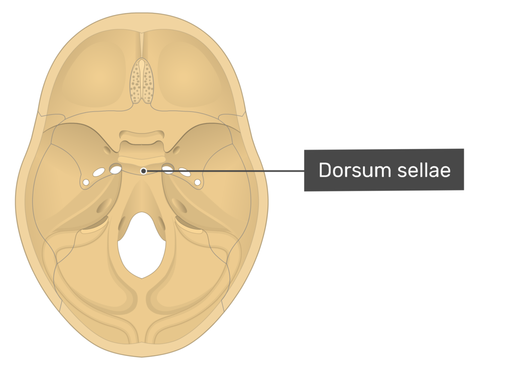 Dorsum Sellae