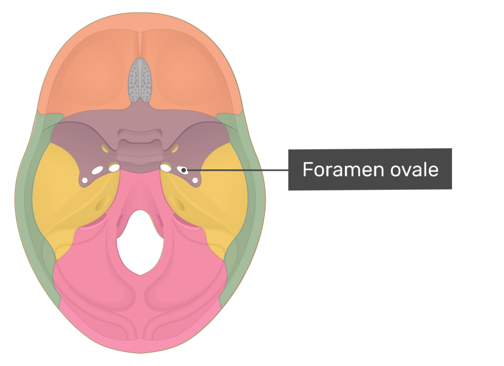 Boned Human Skull Foramen Ovale Of Sphenoid Bone