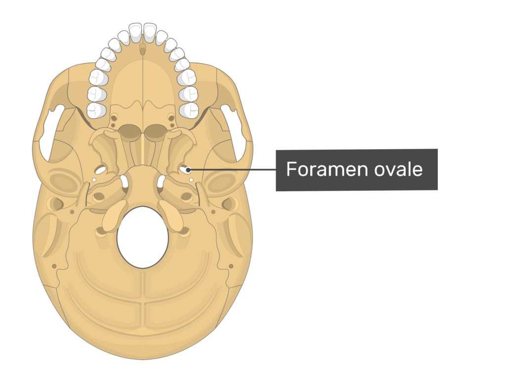 Foramen Ovale Skull Structures Passing Through Foramen Ovale One Of