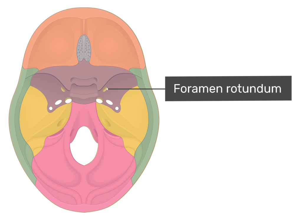 Foramen Rotundum Skull