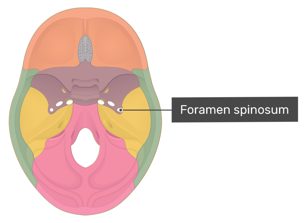 Foramen Rotundum And Ovale