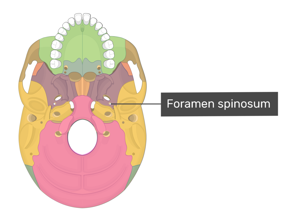 Foramen Rotundum And Ovale
