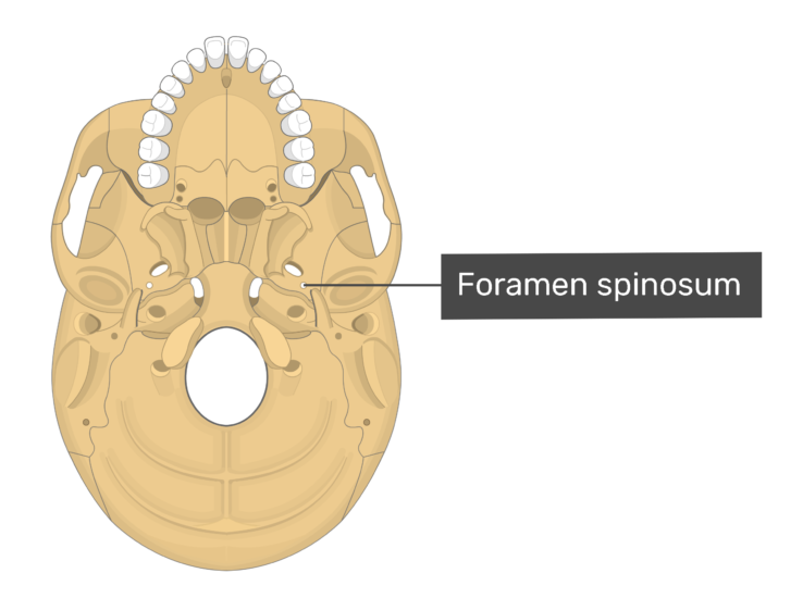 Sphenoid bone: anatomy, parts and labeled diagram | GetBodySmart