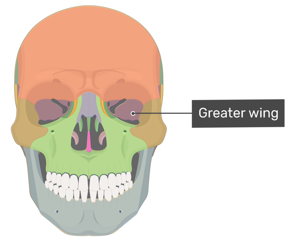 Sphenoid Bone Anterior View Quiz 3 Anthropology 5607 With Larsen At