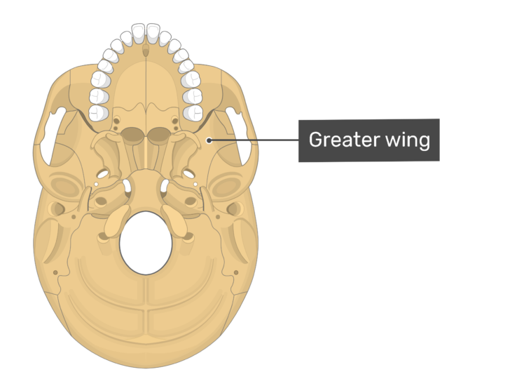 Sphenoid bone: anatomy, parts and labeled diagram | GetBodySmart