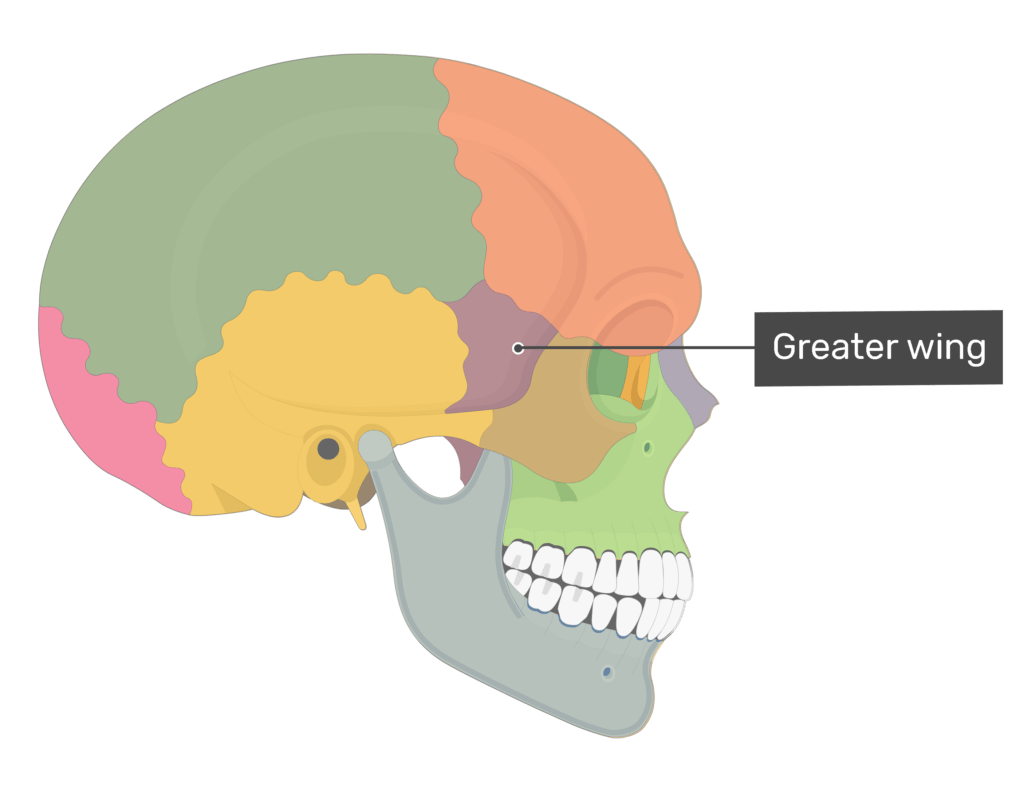Sphenoid Bone Sella Turcica
