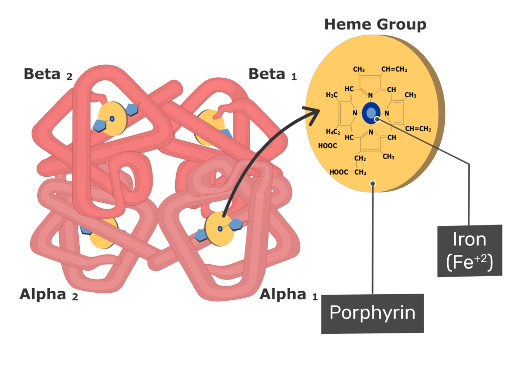 Hemoglobina Heme Structure Of Blood Vessel, Red Blood Cell, Hemoglobin