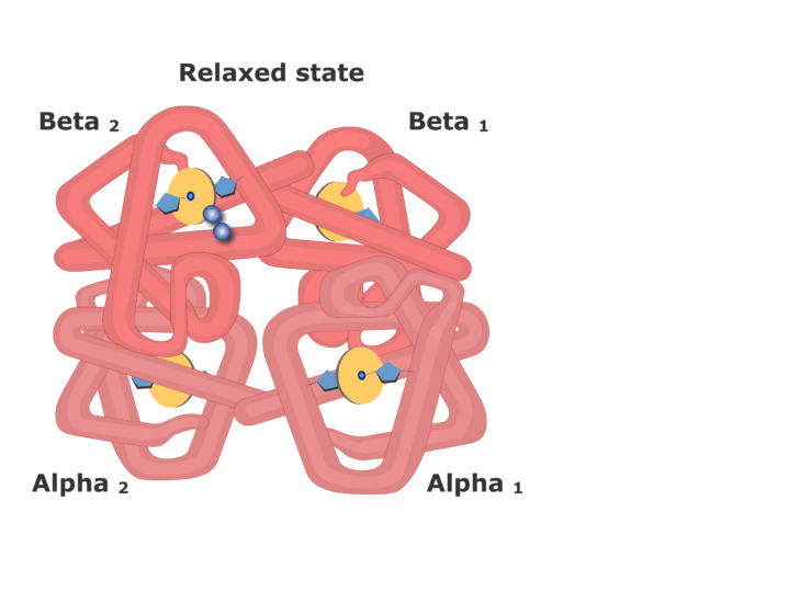 Hemoglobin - Structure, Function and Diagram | GetBodySmart