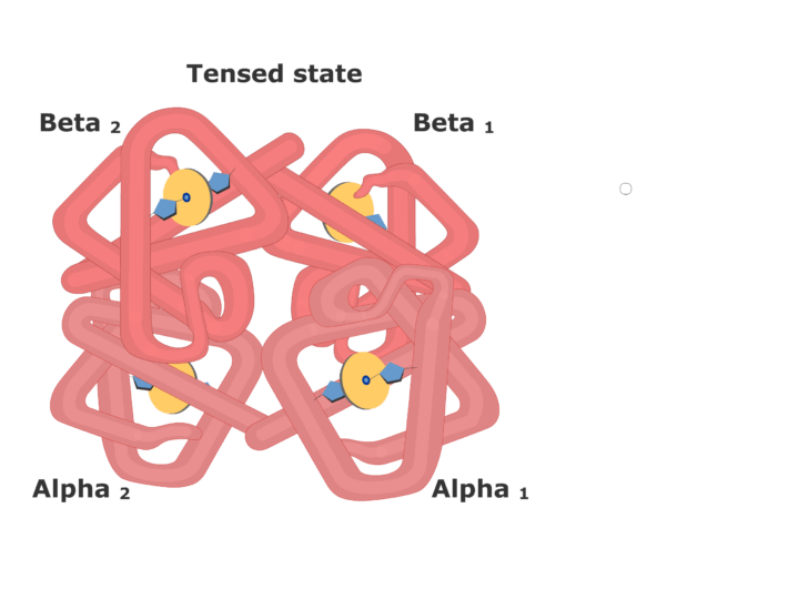 Hemoglobin - Structure, Function and Diagram | GetBodySmart