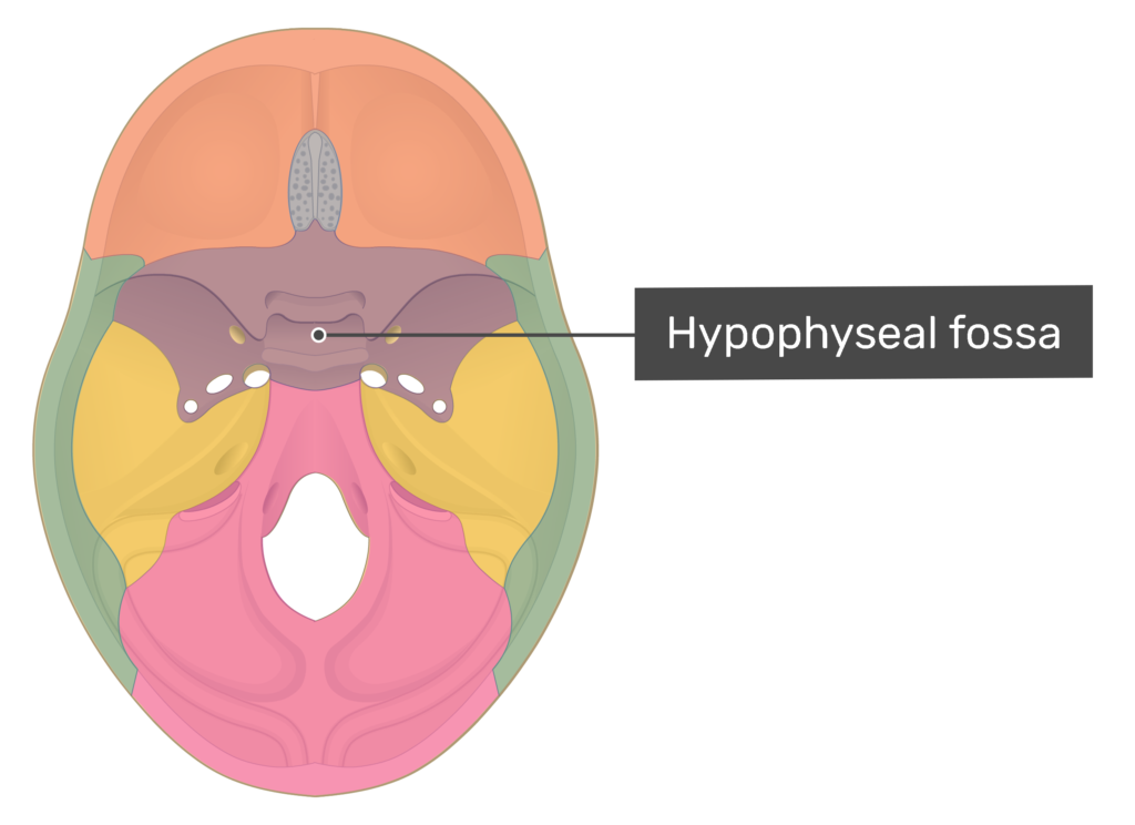 Hypophyseal Fossa Diagram Of Middle Cranial Fossa | Quizlet