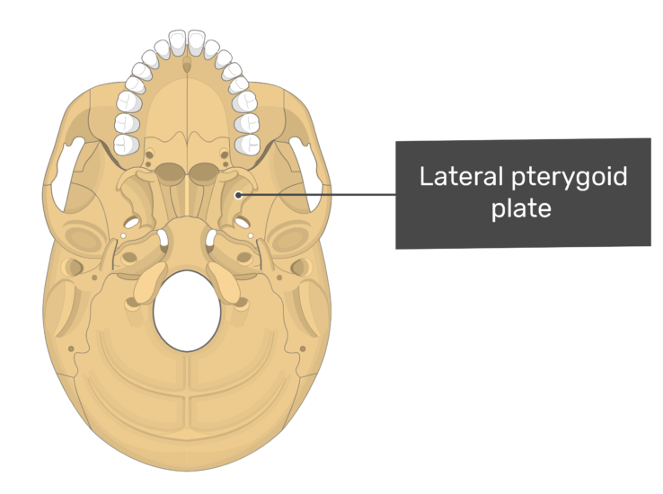 Sphenoid bone: anatomy, parts and labeled diagram | GetBodySmart