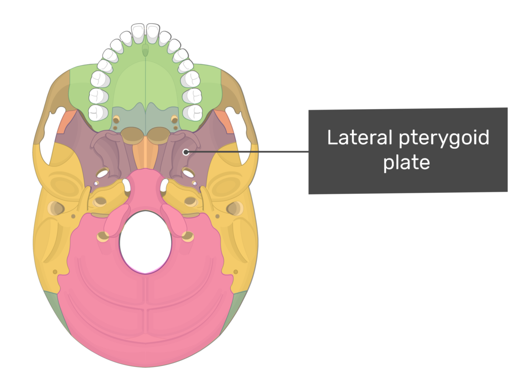 Lateral Pterygoid Plate Of Sphenoid Bone Superior Head Of Lateral
