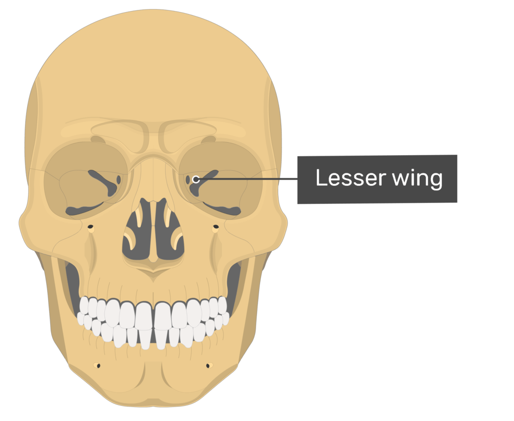 Greater Wing Of Sphenoid