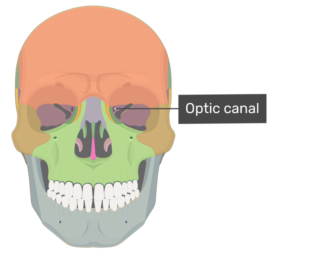 Optic Canal Skull