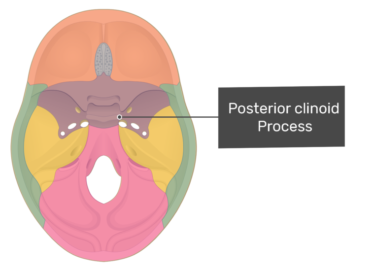 Sphenoid bone: anatomy, parts and labeled diagram | GetBodySmart