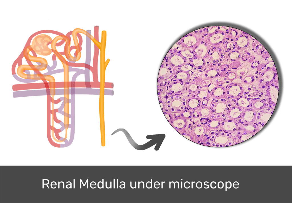 Renal medulla: histology and diagram | GetBodySmart