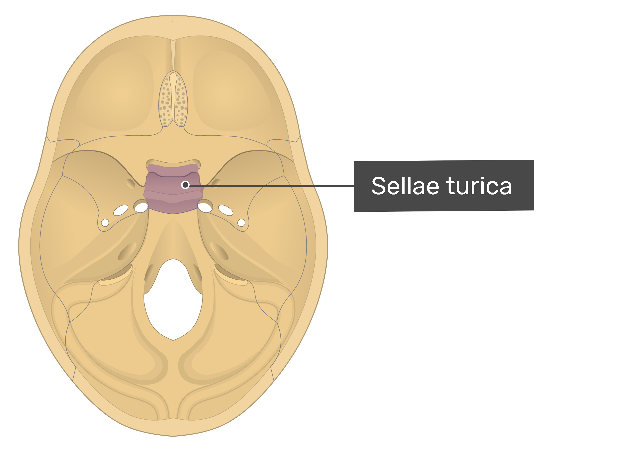 Sphenoid Bone Anatomy Sphenoid Bone Location Structure Function