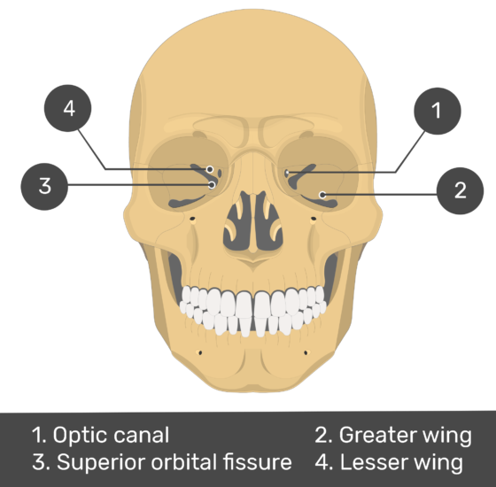 Sphenoid bone: anatomy, parts and labeled diagram | GetBodySmart