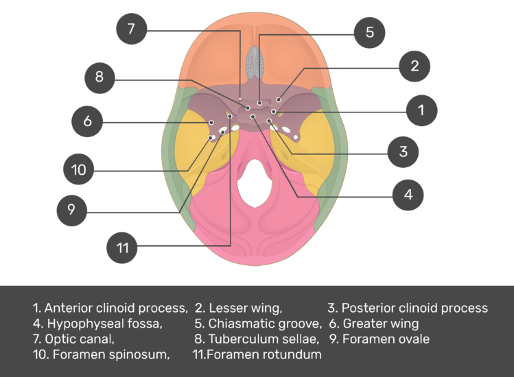 Sphenoid bone: anatomy, parts and labeled diagram | GetBodySmart