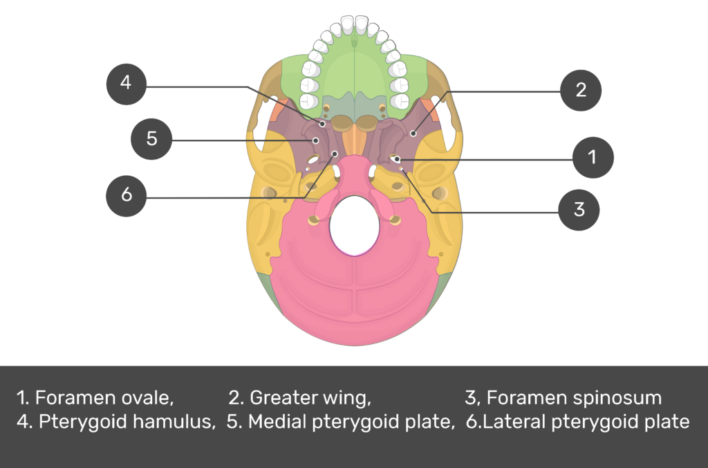 Sphenoid bone: anatomy, parts and labeled diagram | GetBodySmart