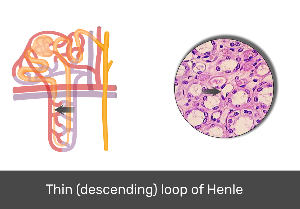 Renal medulla: histology and diagram | GetBodySmart