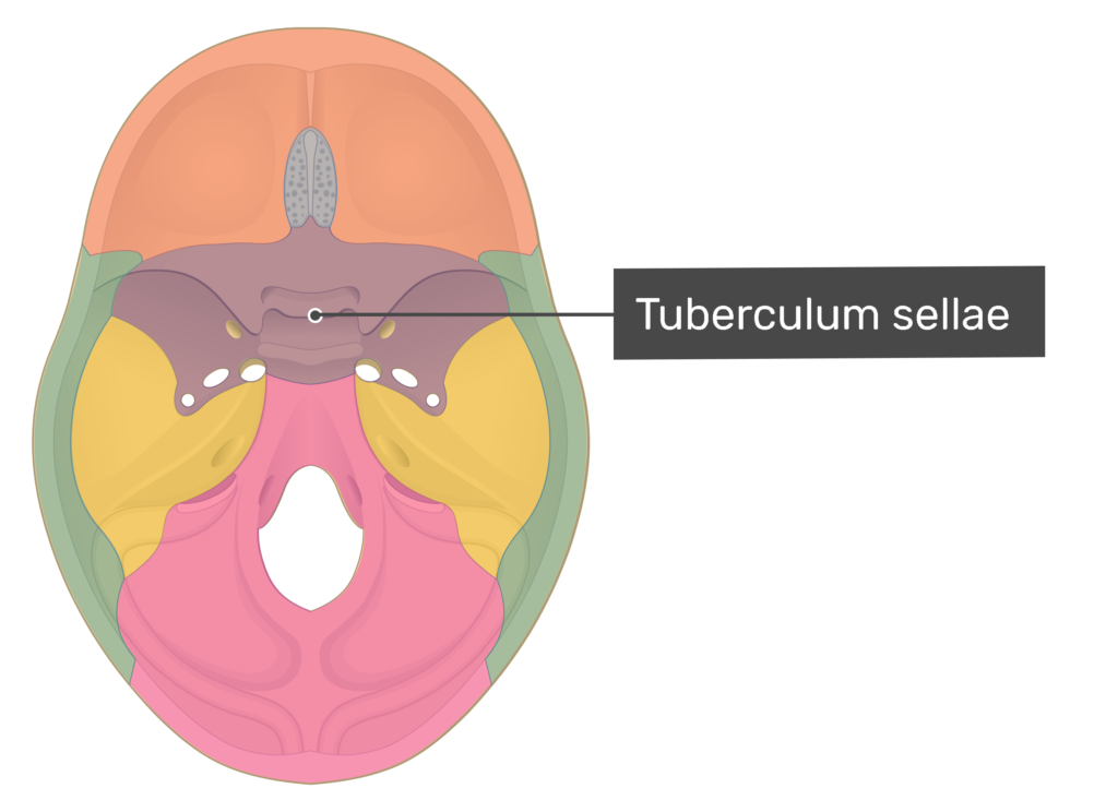 Tuberculum Sellae