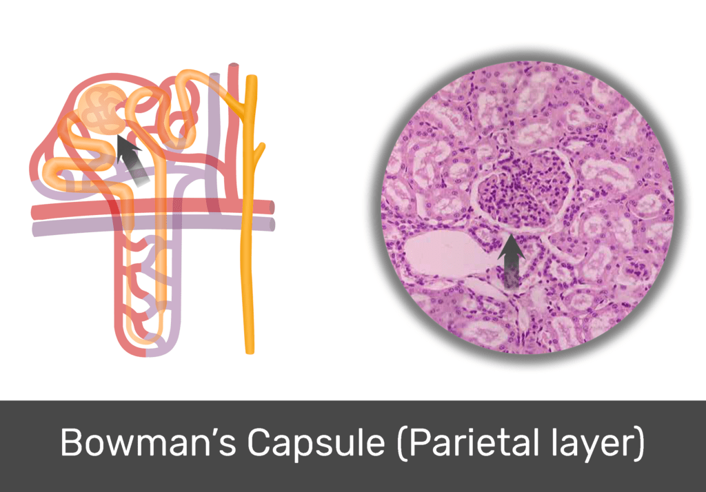 Renal cortex histology and labeled diagram | GetBodySmart