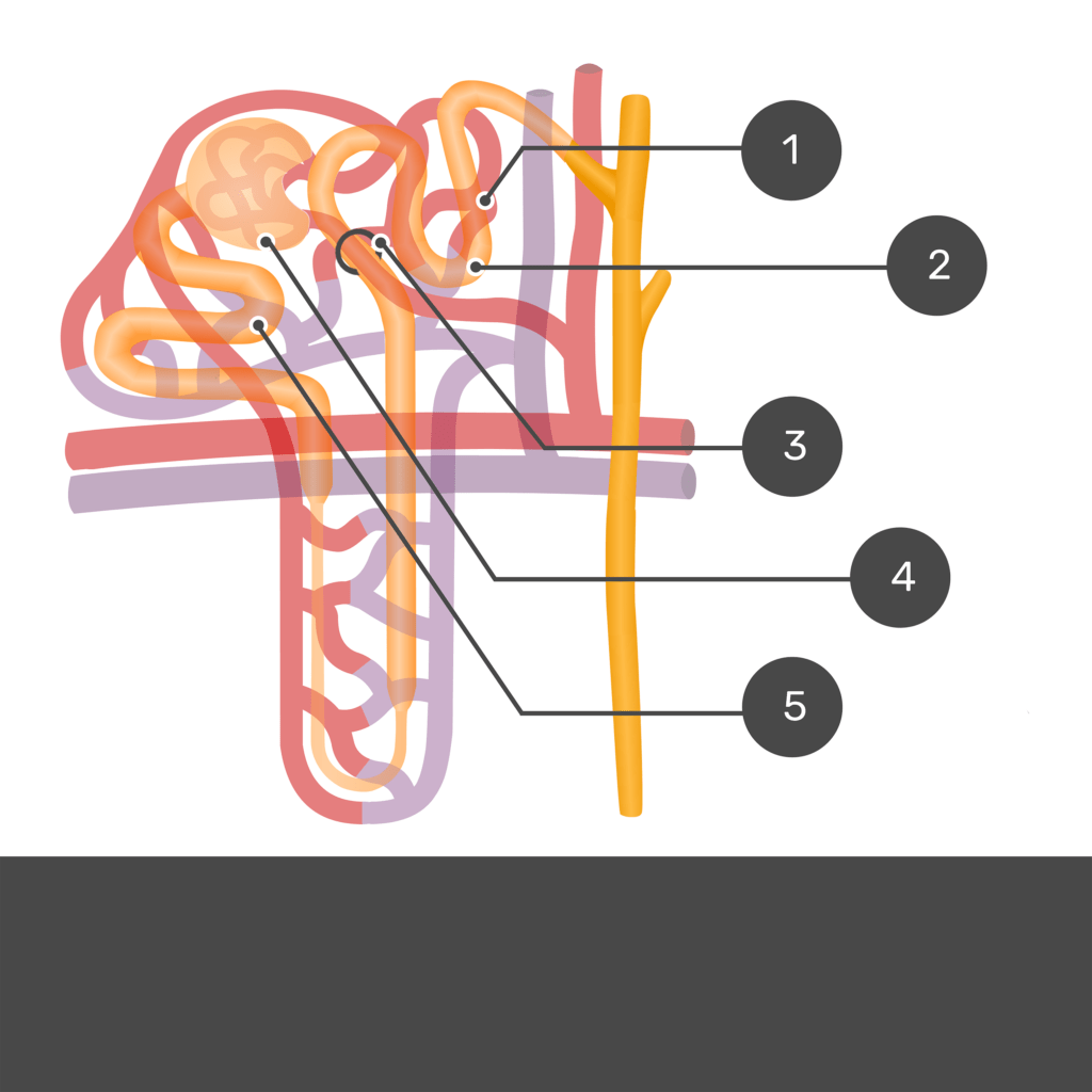 Renal cortex histology and labeled diagram | GetBodySmart