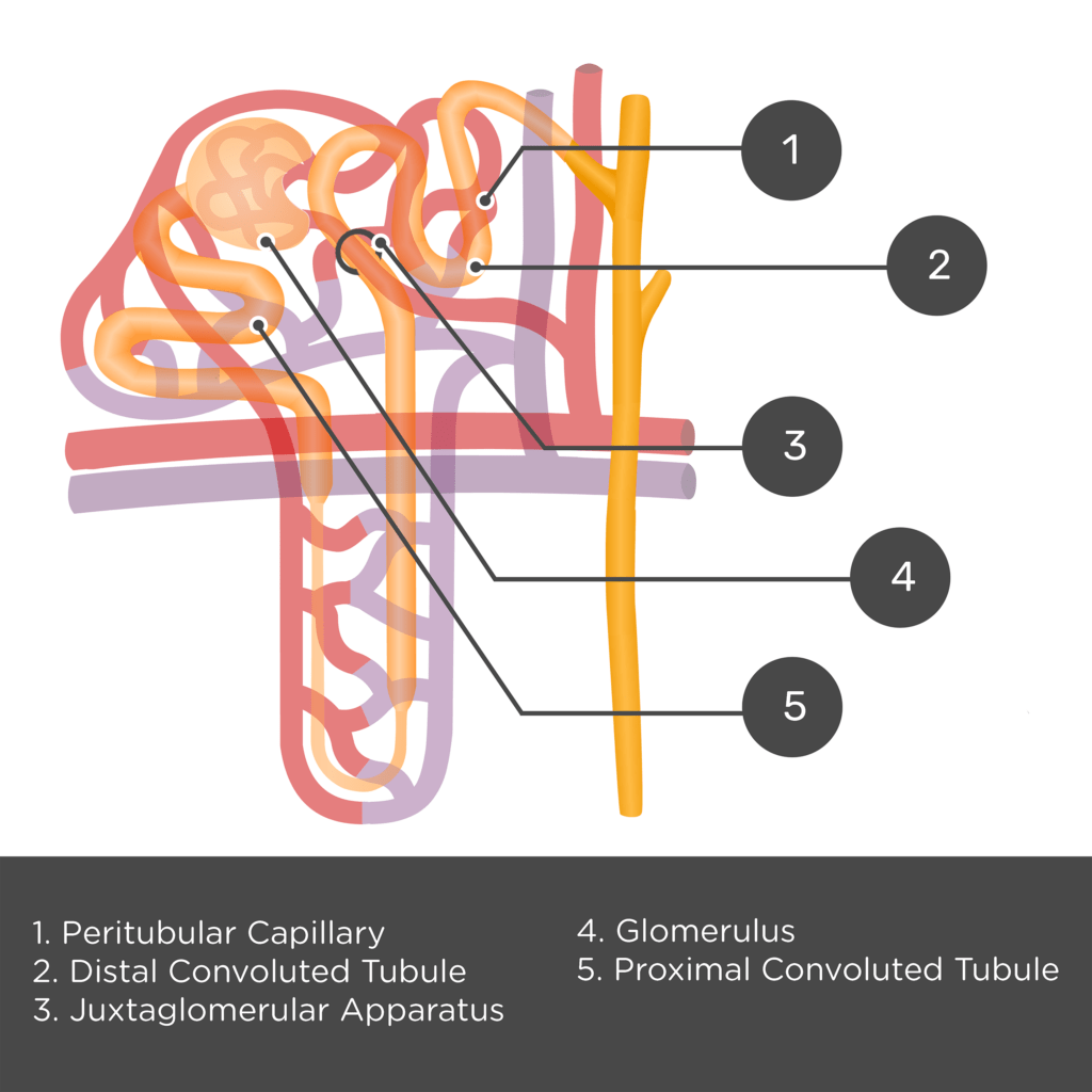 Distal Convoluted Tubule Diagram