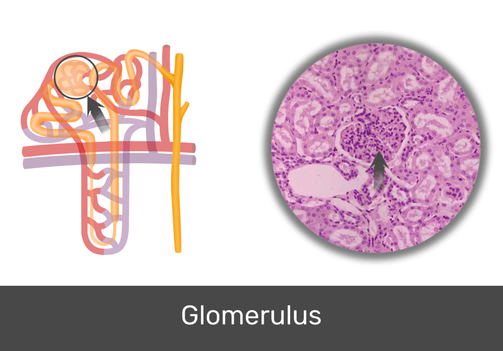 Glomerulus Histology
