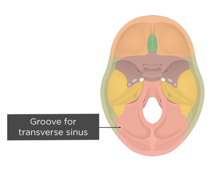 Occipital bone labeled: anatomy & landmarks | GetBodySmart