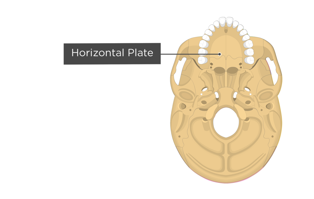 Horizontal Plate Skull Skull | Definition, Anatomy, & Function