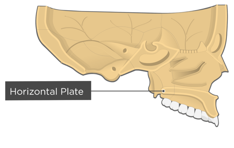 Palatine bone: anatomy and labeled diagram | GetBodySmart