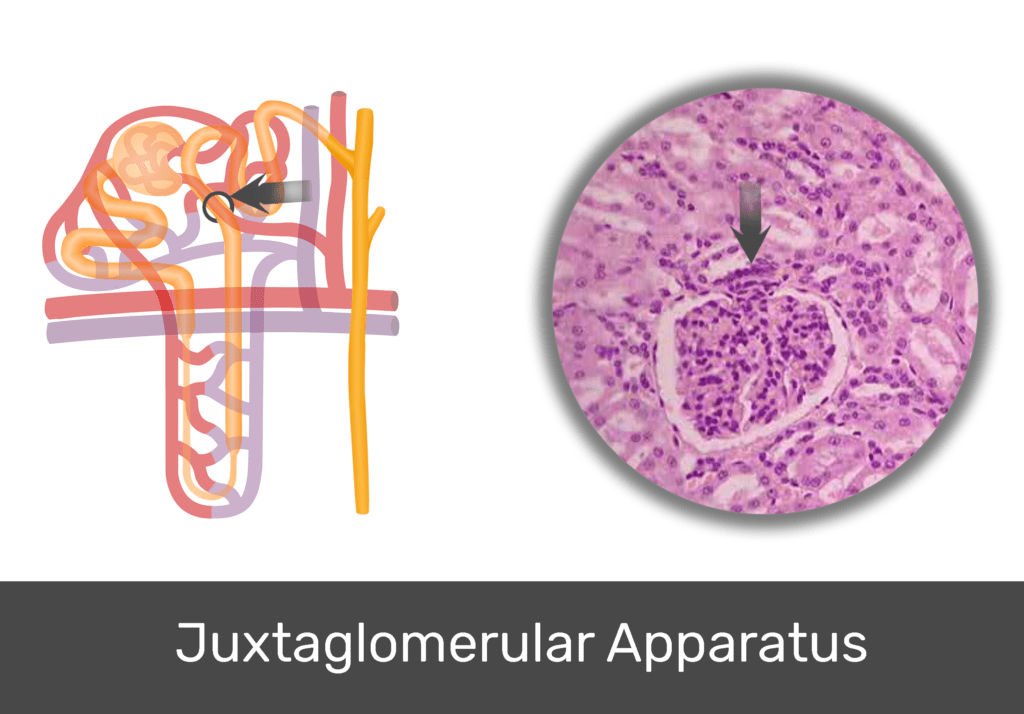 Juxtaglomerular Apparatus Histology