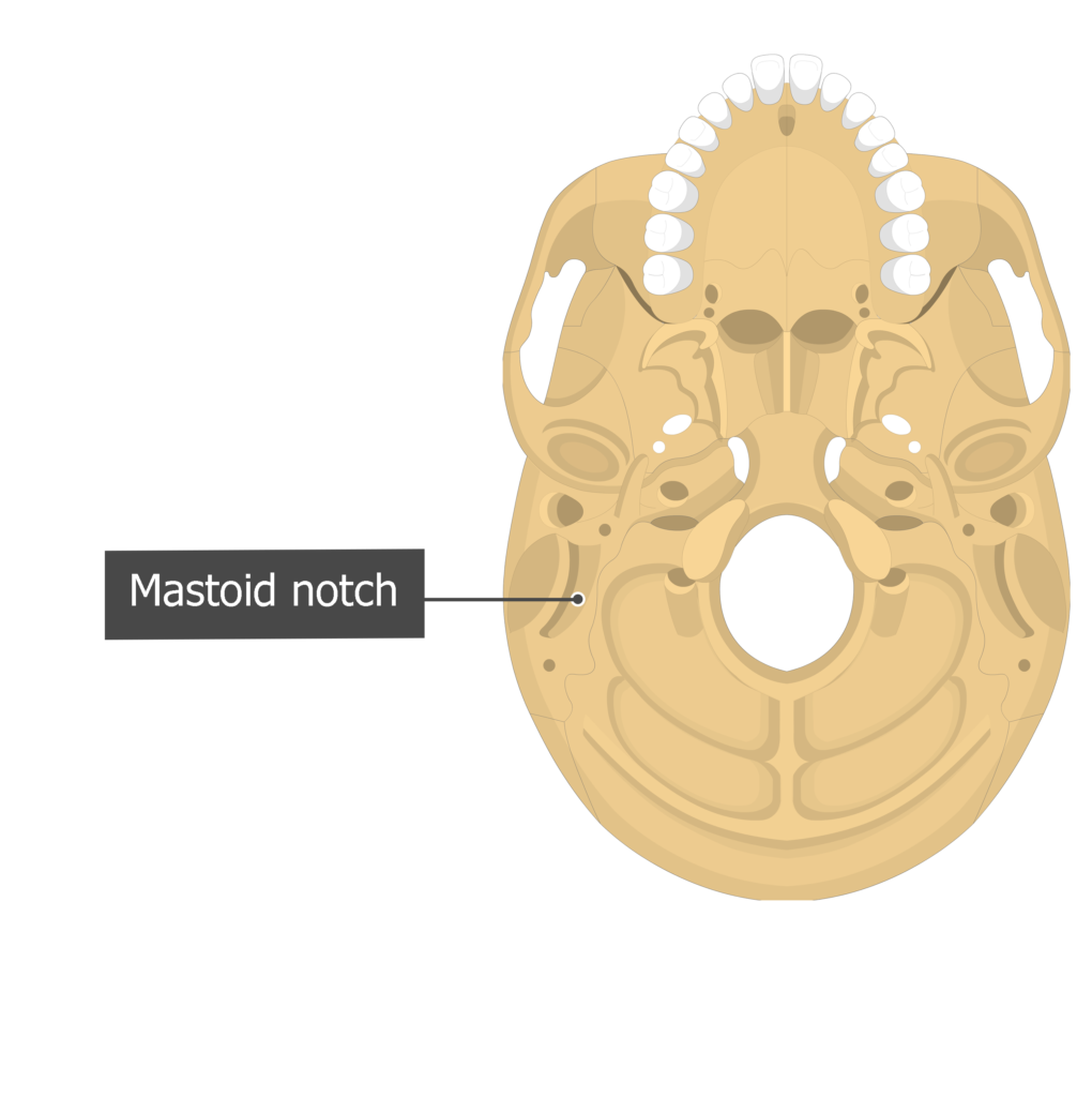 Digastric Notch