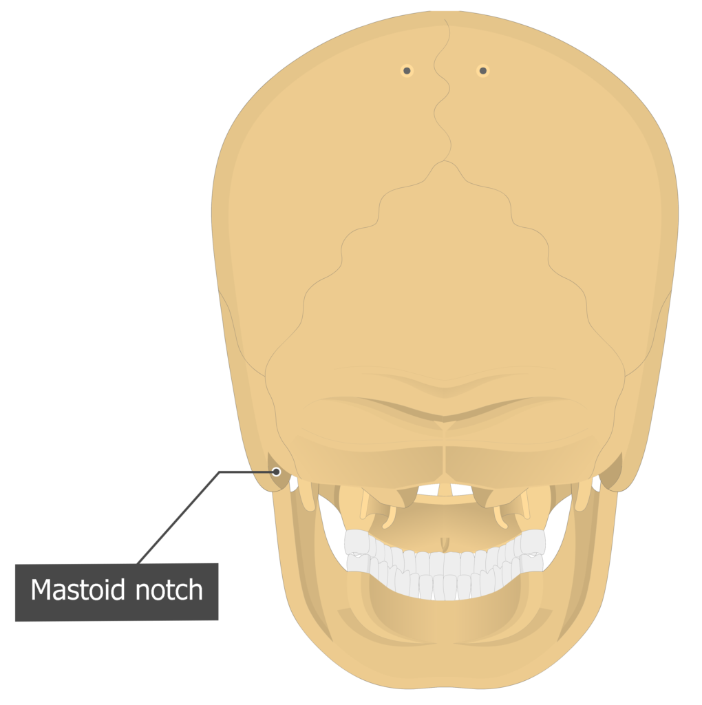 Mastoid Notch Of Temporal Bone Skull Bones: Neurocranium (Frontal,