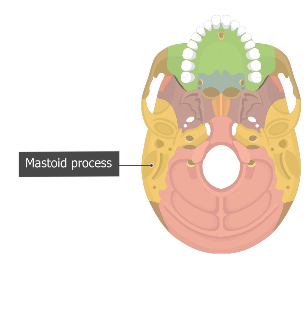 Mastoid Part Of Temporal Bone