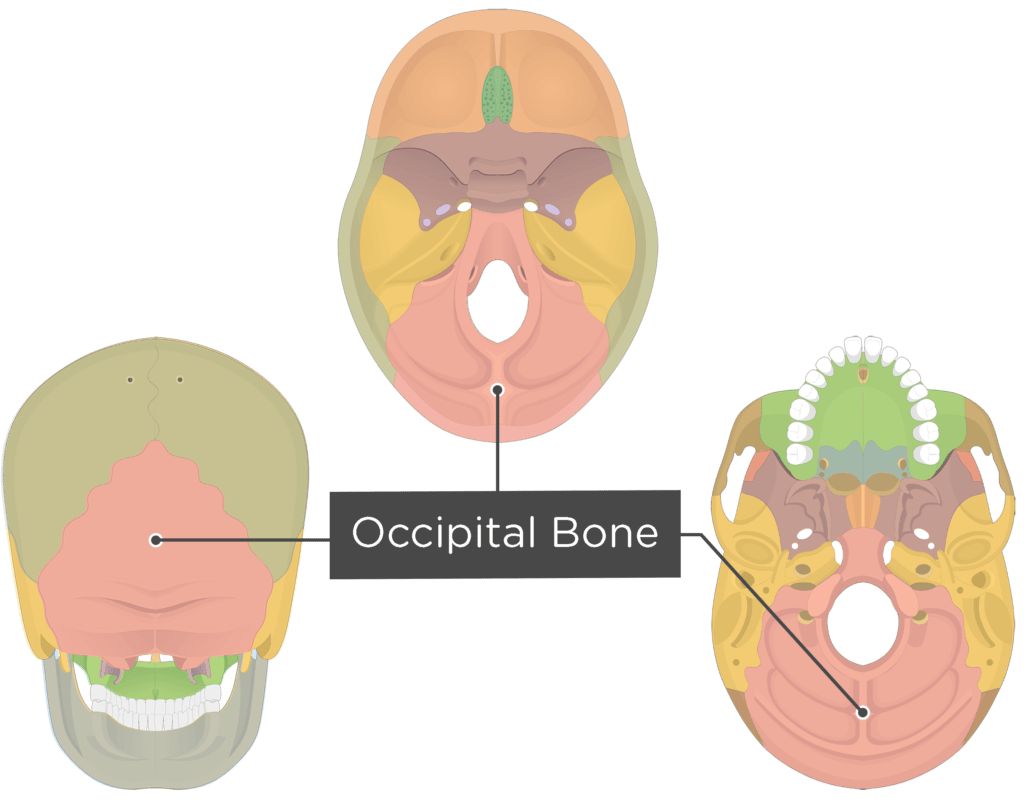 Occipital Bone Landmarks