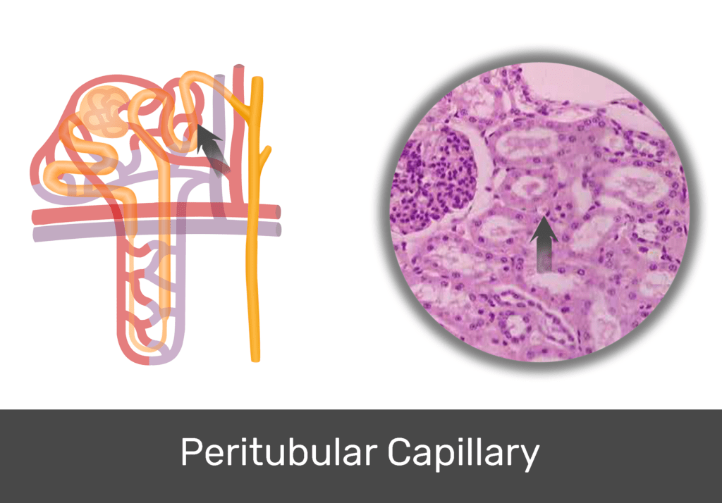 Renal cortex histology and labeled diagram | GetBodySmart