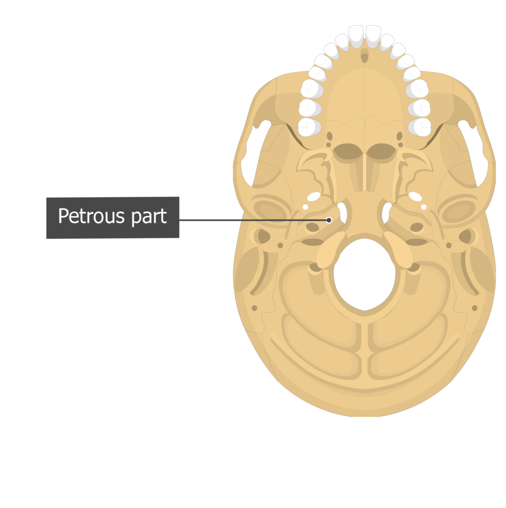 Temporal Bone Petrous Part Anatomy Temporal Bone Anatomy