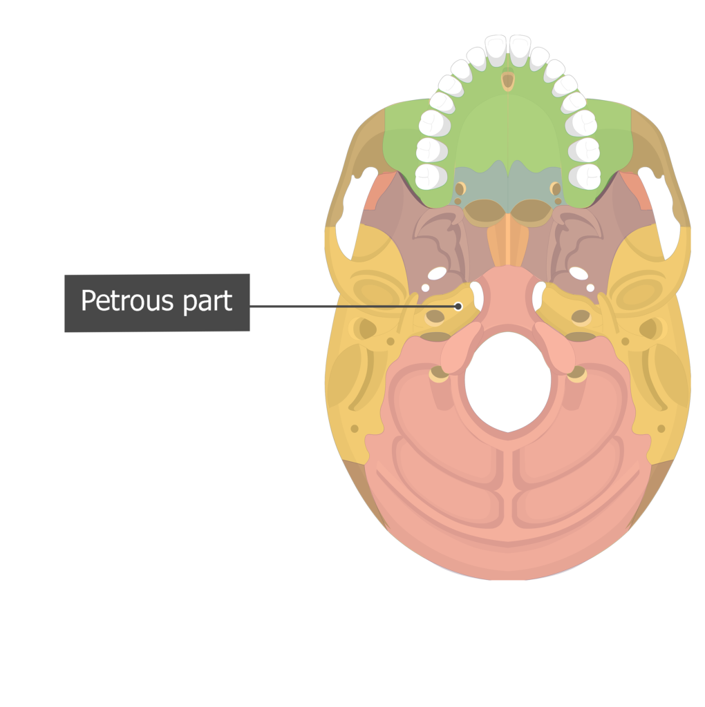 Temporal Bone Petrous Part Anatomy Photo Showing The General
