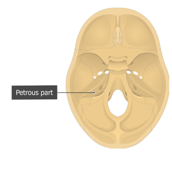Temporal bone: anatomy and labeled diagram | GetBodySmart Temporal bone: anatomy and labeled diagram | GetBodySmart