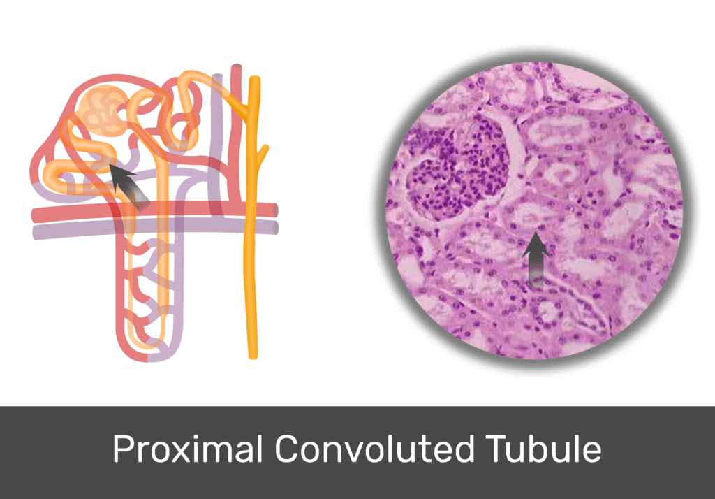 Proximal Convoluted Tubule Histology
