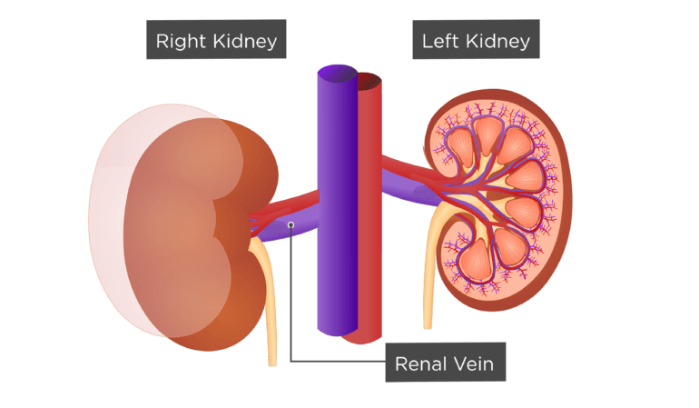Simple Kidney Diagram