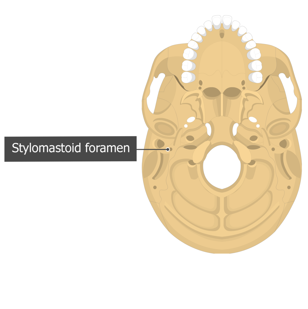 Stylomastoid Foramen