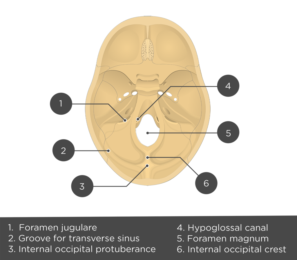 Internal Occipital Crest